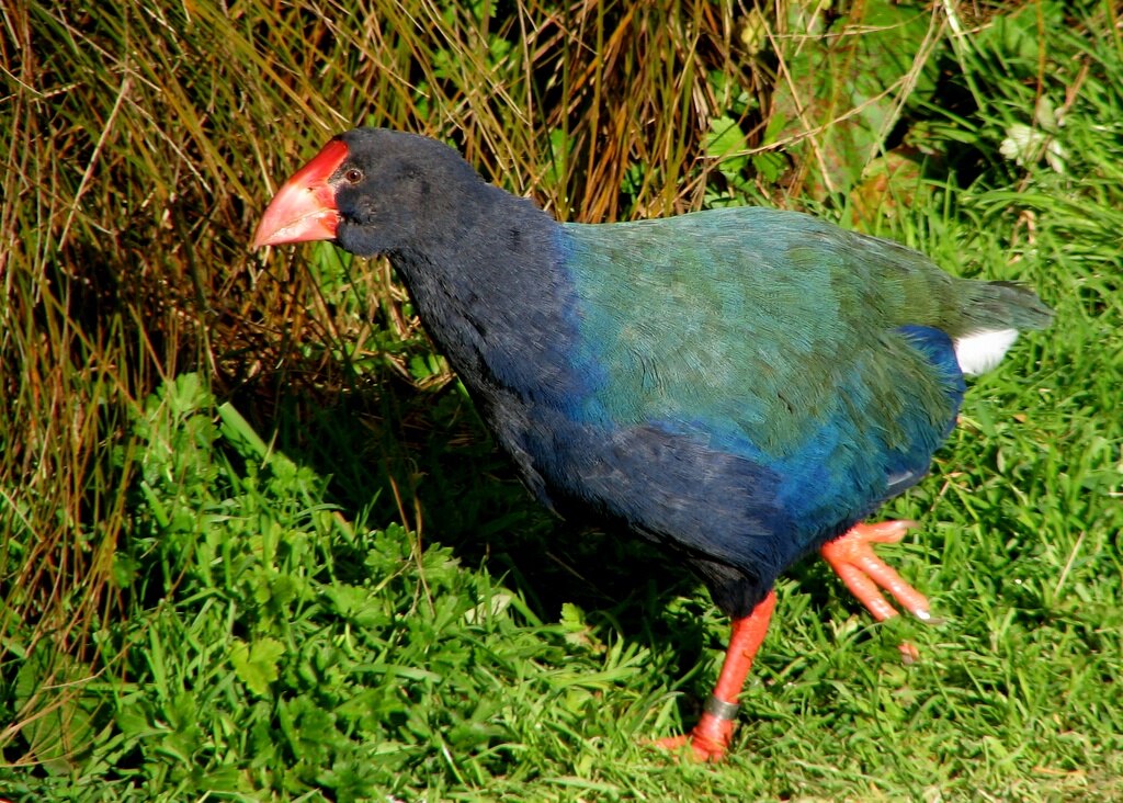 Endangered takahe birds accidentally killed by 'experienced' marksmen ...