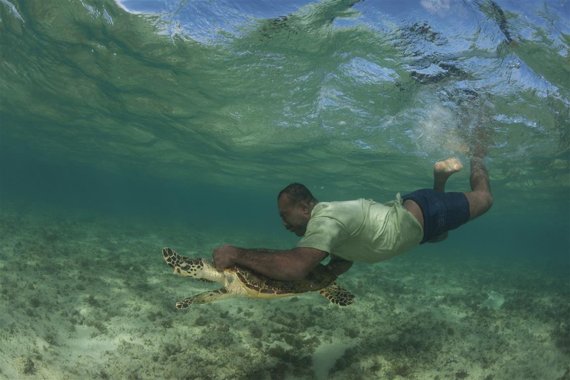 Turtle conservation project in Fiji shows signs of success - ABC News