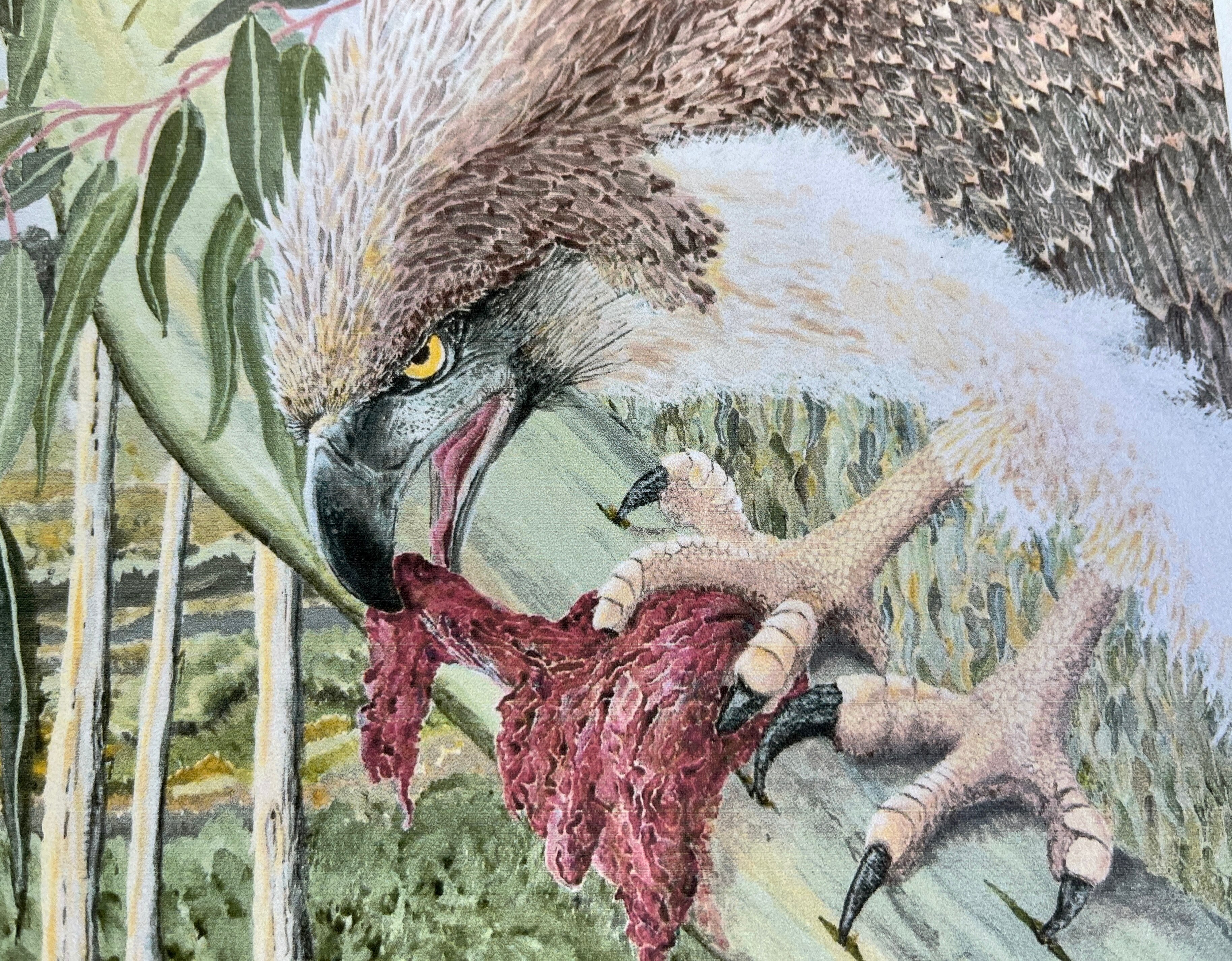 Extinct Australian vulture thought to have perished 50,000 years ago ...