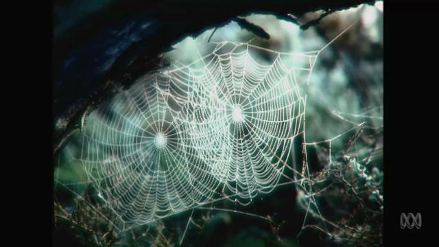 Catalyst: Mating habits of redback spiders - ABC Education