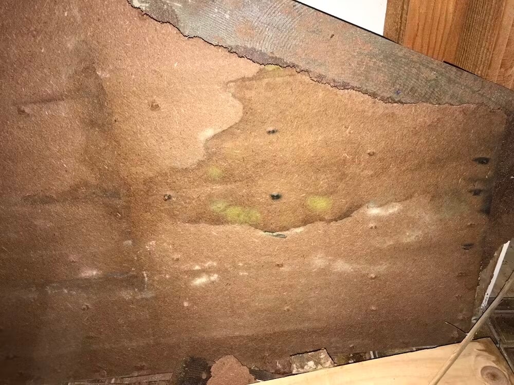 What do the different colours of mould in my house mean? - ABC News