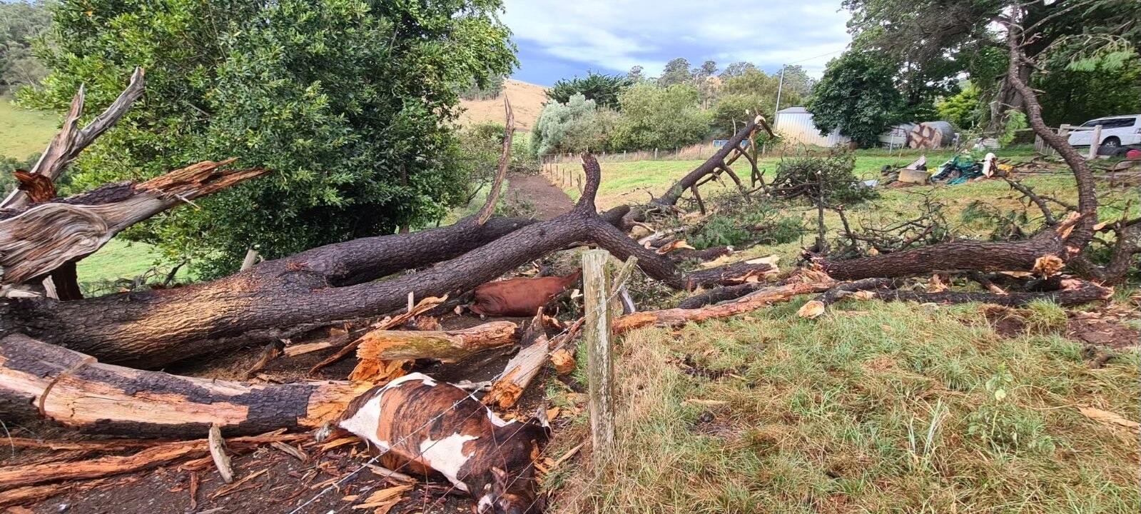 Mass destruction on Gippsland farms as storms knock out power and ...