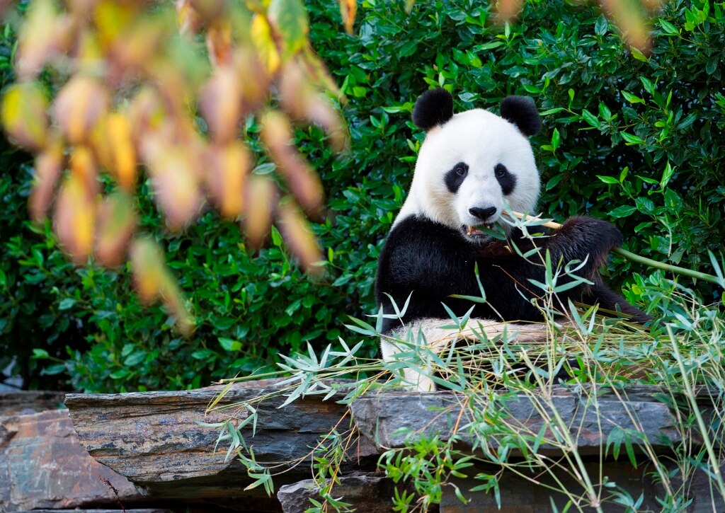 Panda drawcards Wang Wang and Fu Ni to stay at Adelaide Zoo under Labor ...