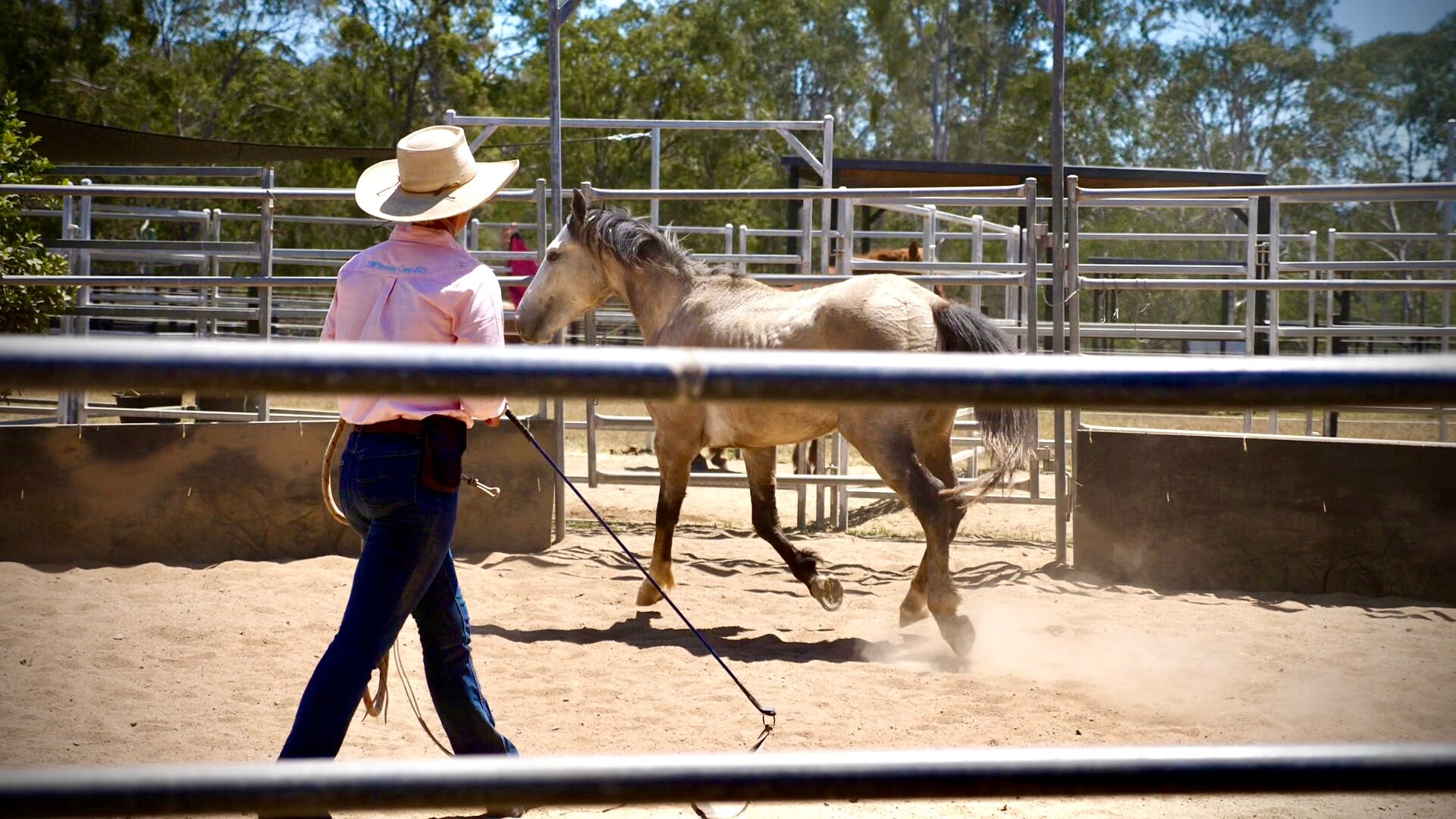 The Brumby Project shows wild horses' big potential - ABC News