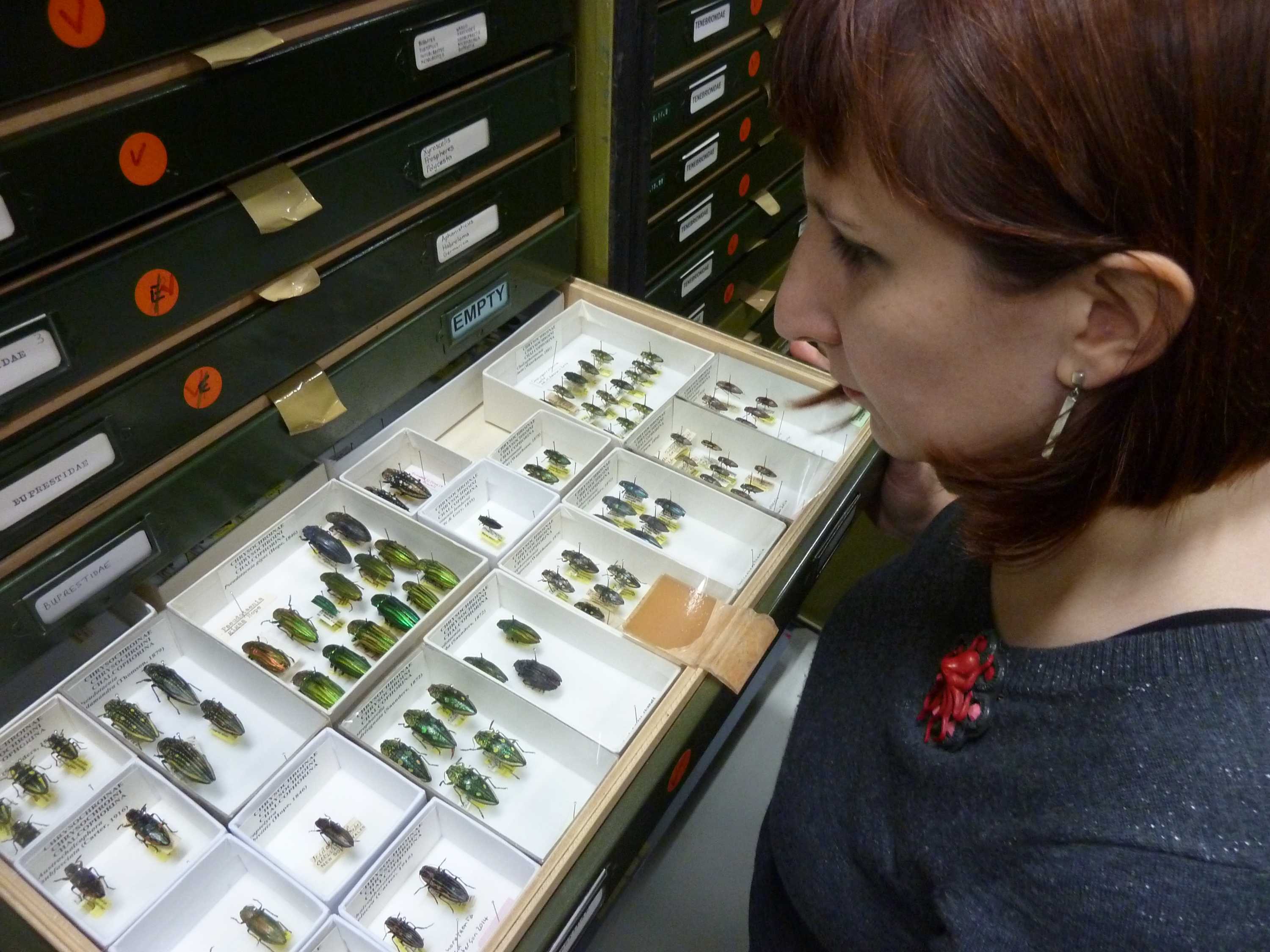 A day in the life of a museum taxonomist - ABC listen