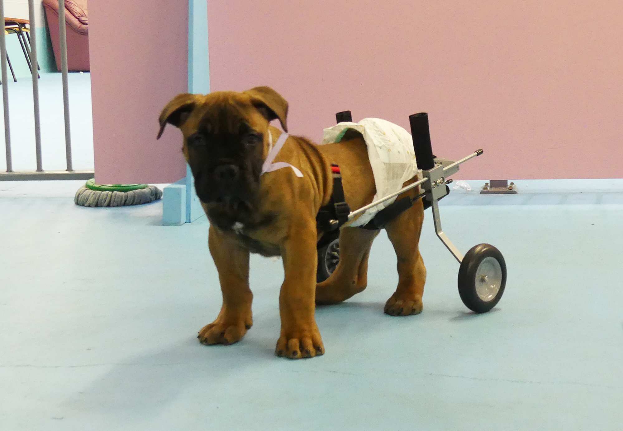Disabled dogs can still 'make fantastic pets', Tasmanian animal trainer ...