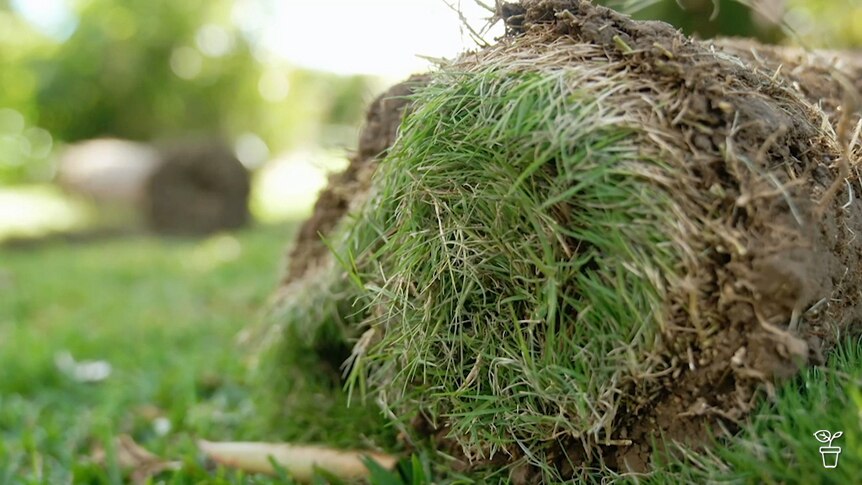 Laying Down the Lawn - Gardening Australia