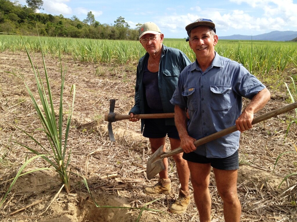 Cane farmers seek answers from sugar researchers on impact of yellow ...