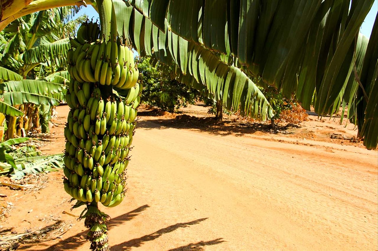 Imposter bananas - ABC News