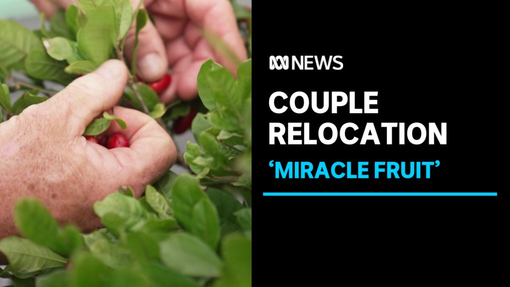 ‘Miracle fruit’ used as complementary therapy in cancer treatment - ABC ...