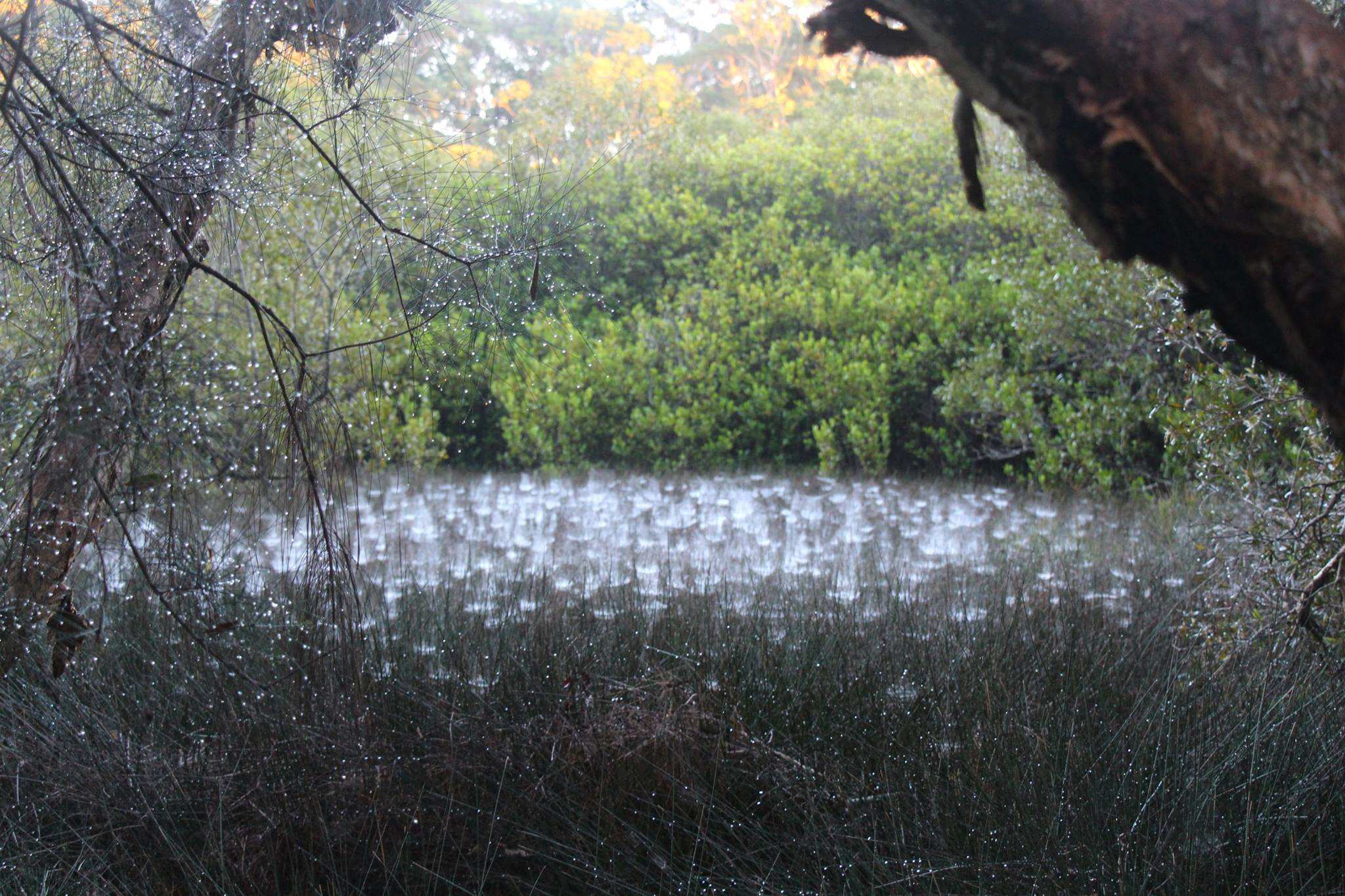 Spider web spectacle enthrals early morning walkers in nature reserve ...