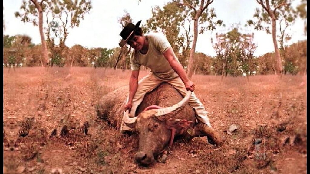 Real Life Crocodile Dundee - ABC News