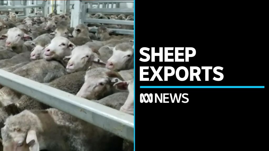 Labor vows to shut down live sheep exports - ABC News