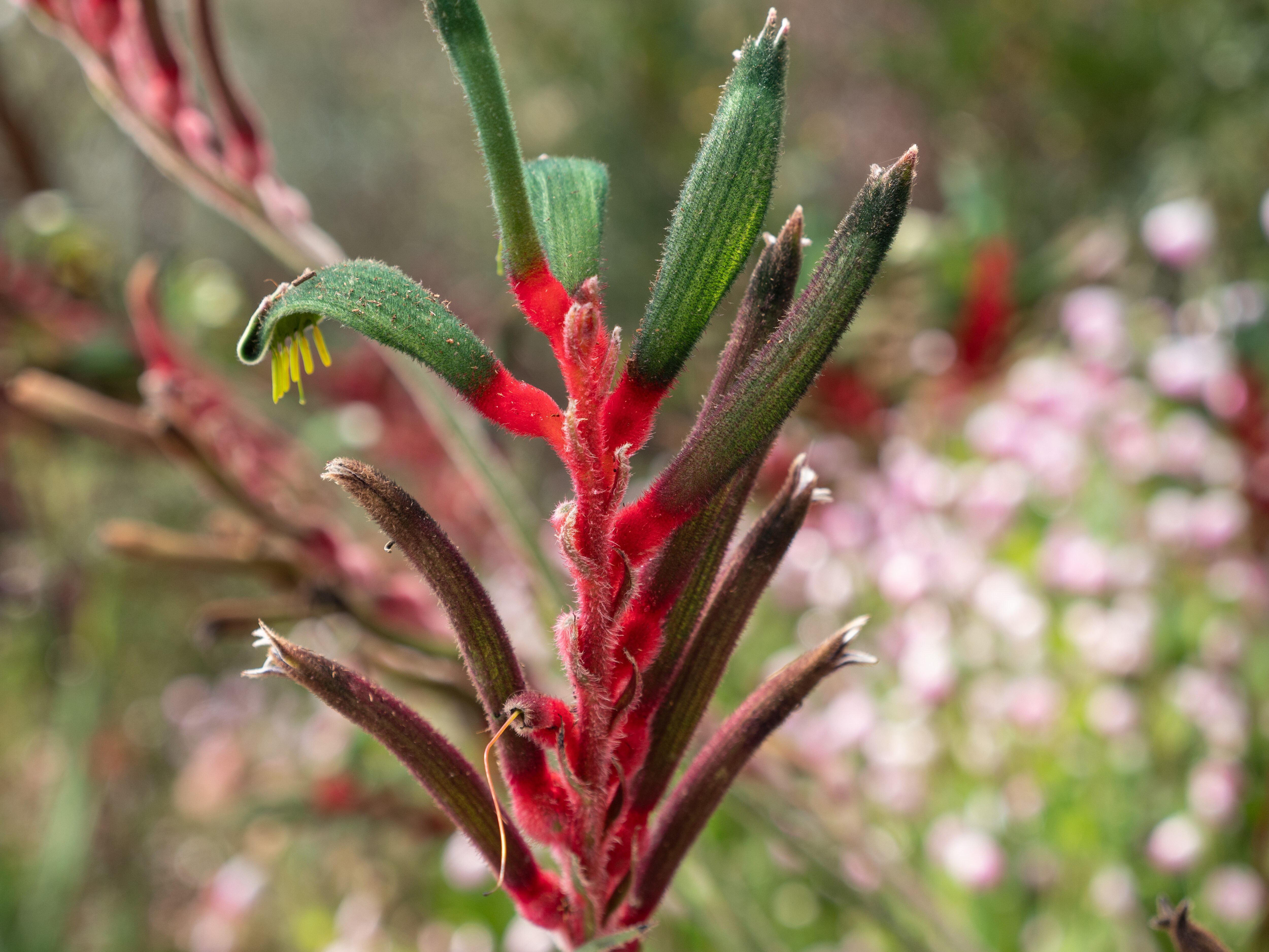 Roots and Shoots with Amber Cunningham and Sabrina Hahn - ABC listen