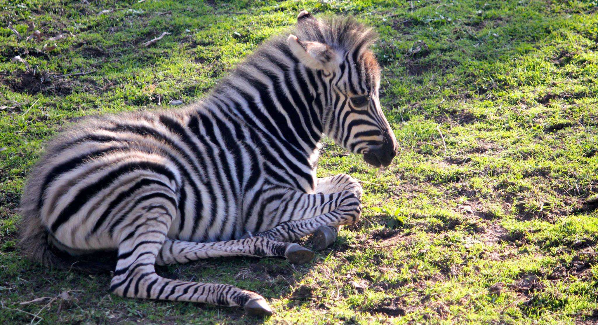 Baby boom continues at Zoo - ABC News