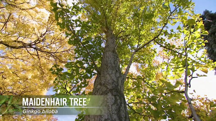 Autumn Splendour - Gardening Australia