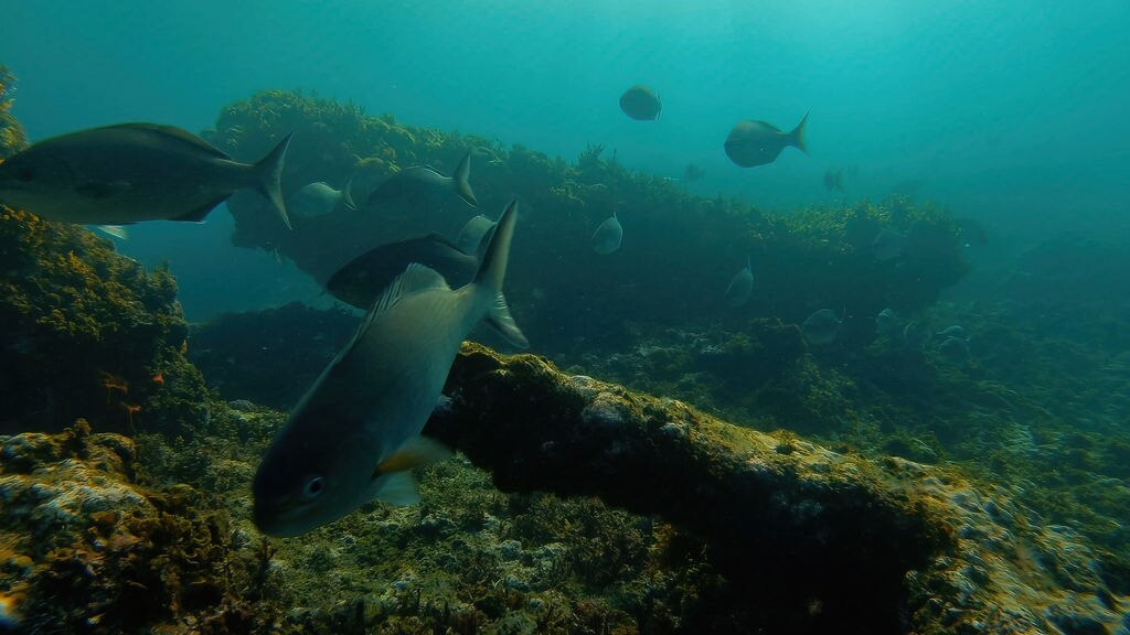 Batavia wreck site - ABC News