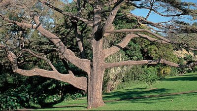 Trees and Shrubs - Gardening Australia