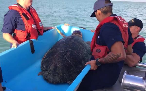 Coast Guard rescues turtle trapped in floating cocaine bales - ABC News