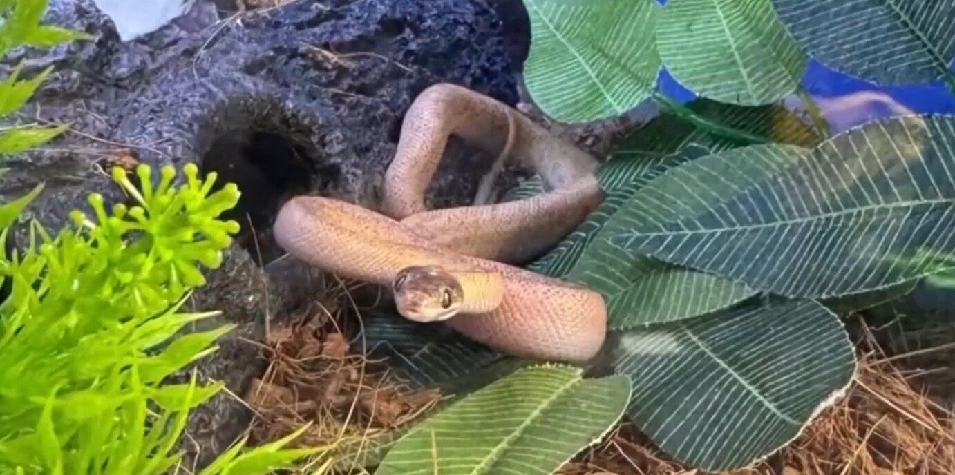 Baby python stolen from a Noarlunga pet store and he's hungry - ABC listen