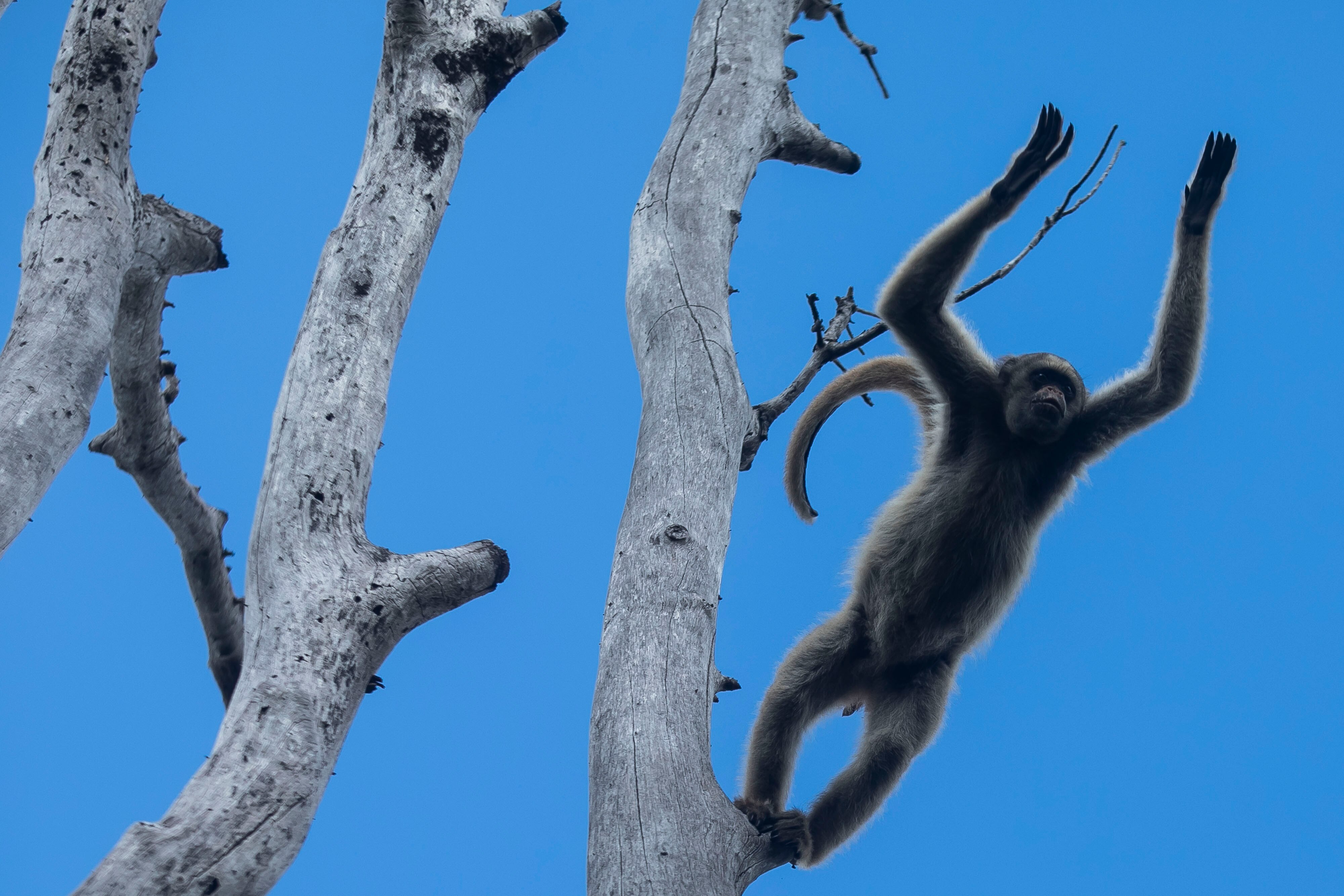 The Americas' biggest monkey, the northern muriqui has grown back from ...