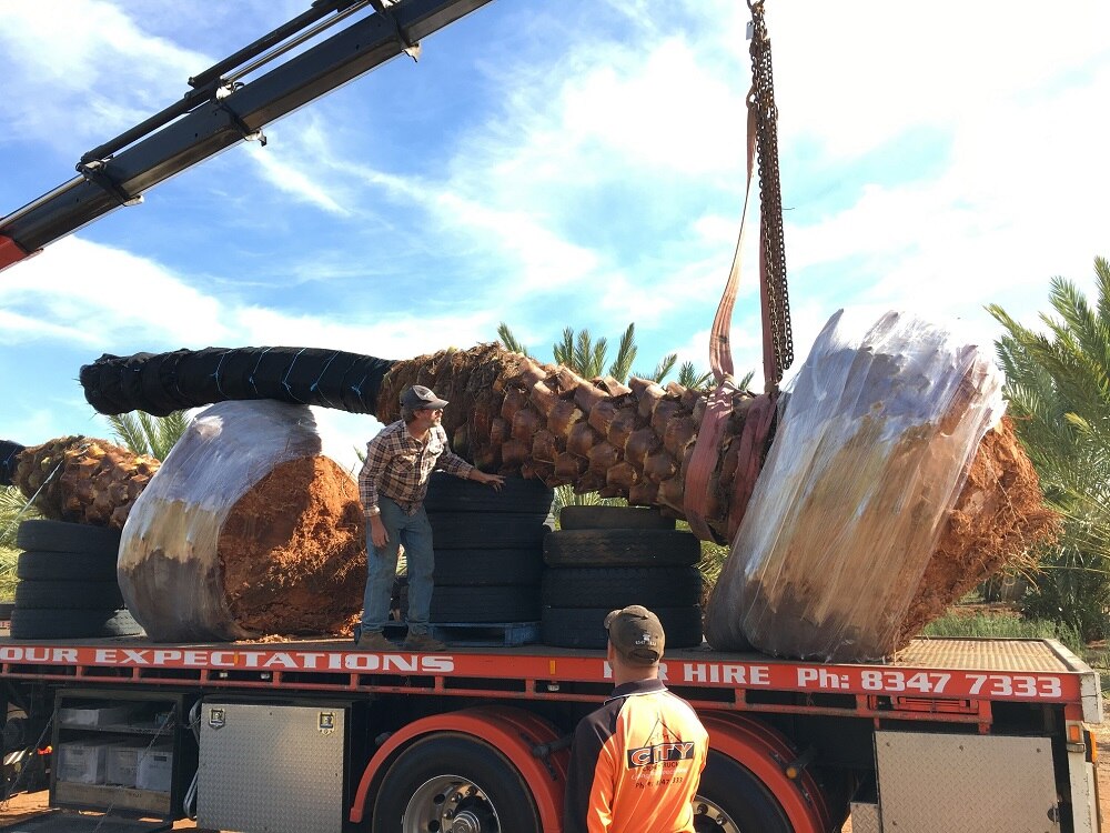 Giant date trees travel to city to help honour soldiers in Adelaide's ...