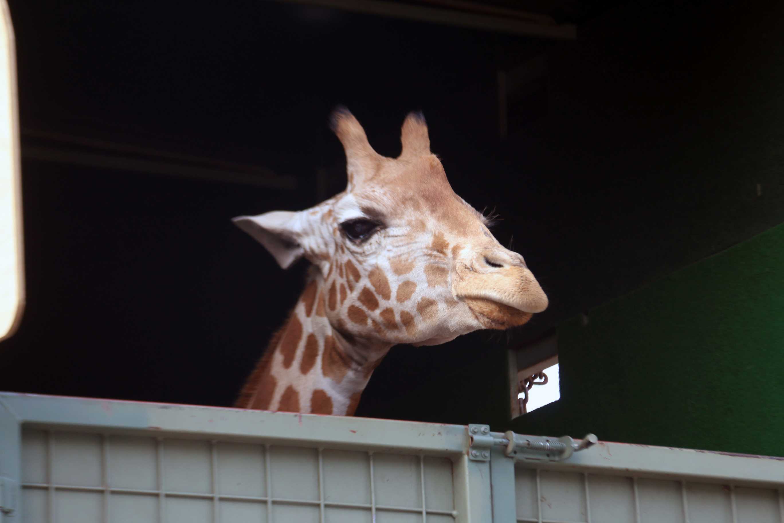 Kitoto the giraffe arrives at new home at Perth Zoo - ABC News
