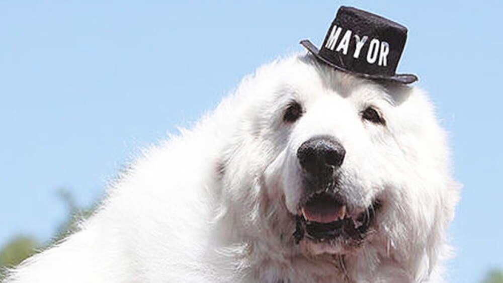 What it’s like having Duke the dog as a mayor - triple j