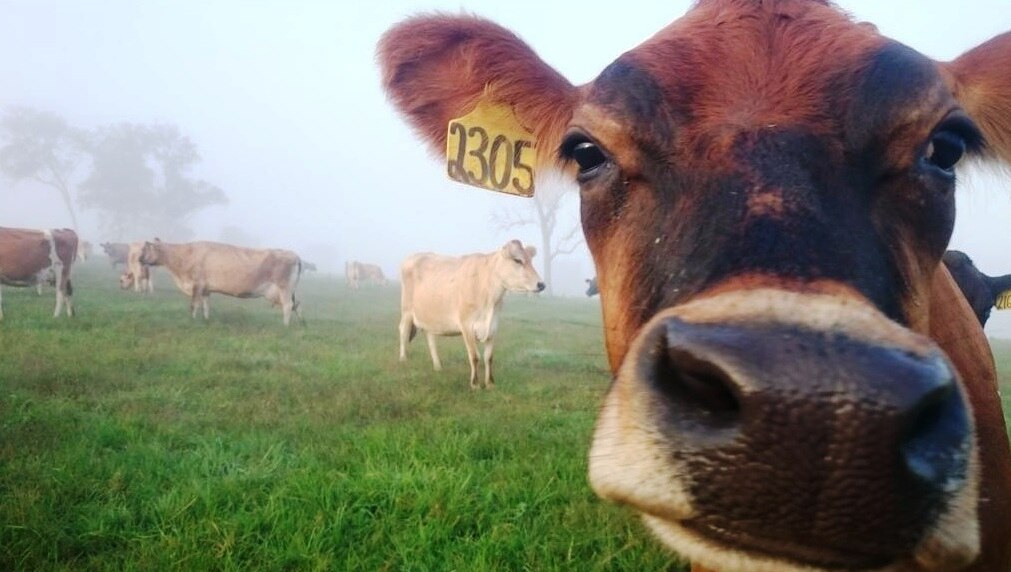 New report shows Hunter agriculture worth $400m - ABC News