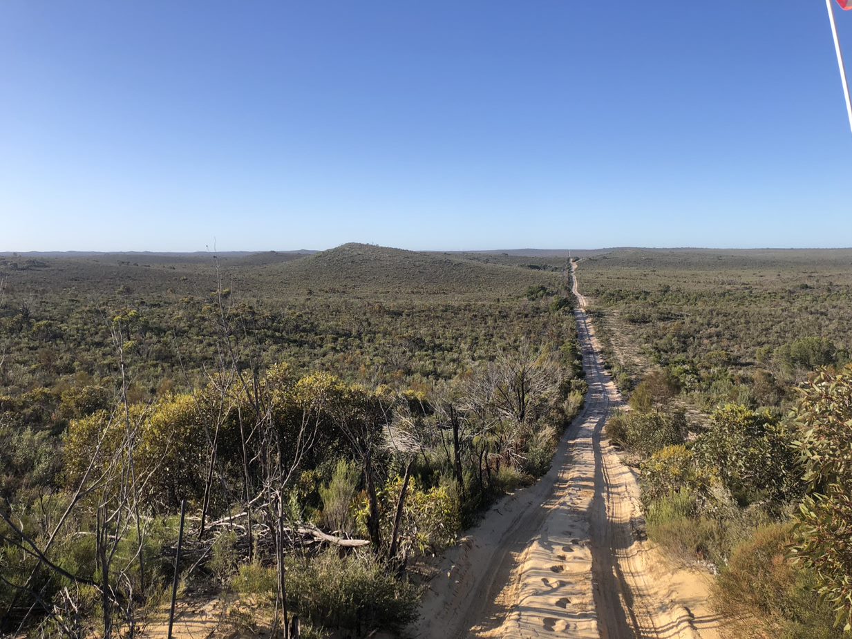 White-bellied whipbird, presumed extinct, rediscovered in arid north ...