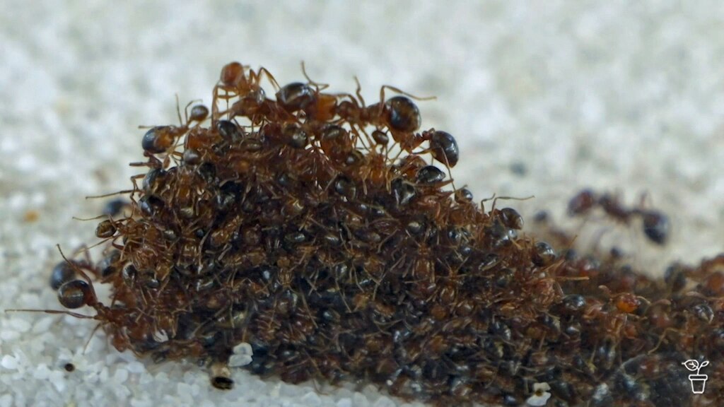 Stories - Gardening Australia