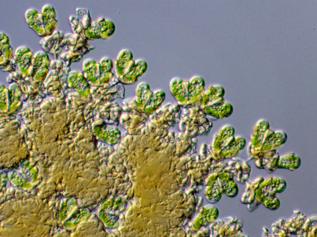 Five plants that could save the world - ABC listen