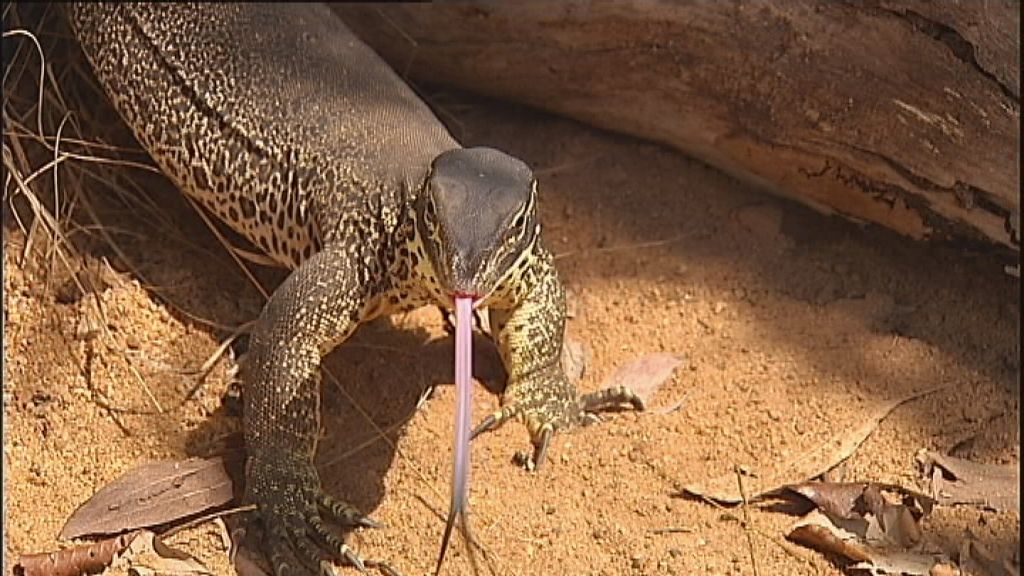 Goanna hunt - ABC News