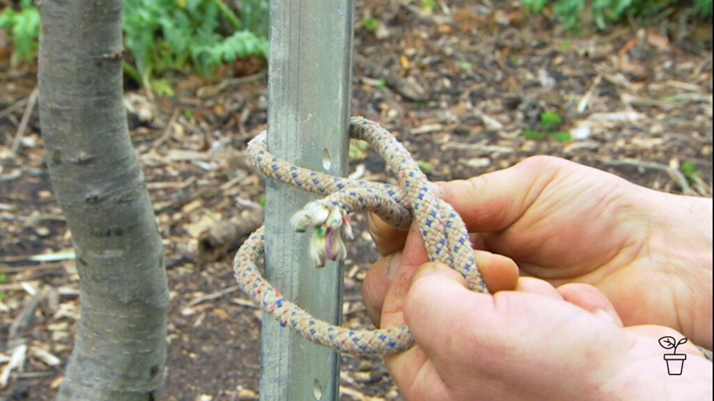 Tying Knots - Gardening Australia