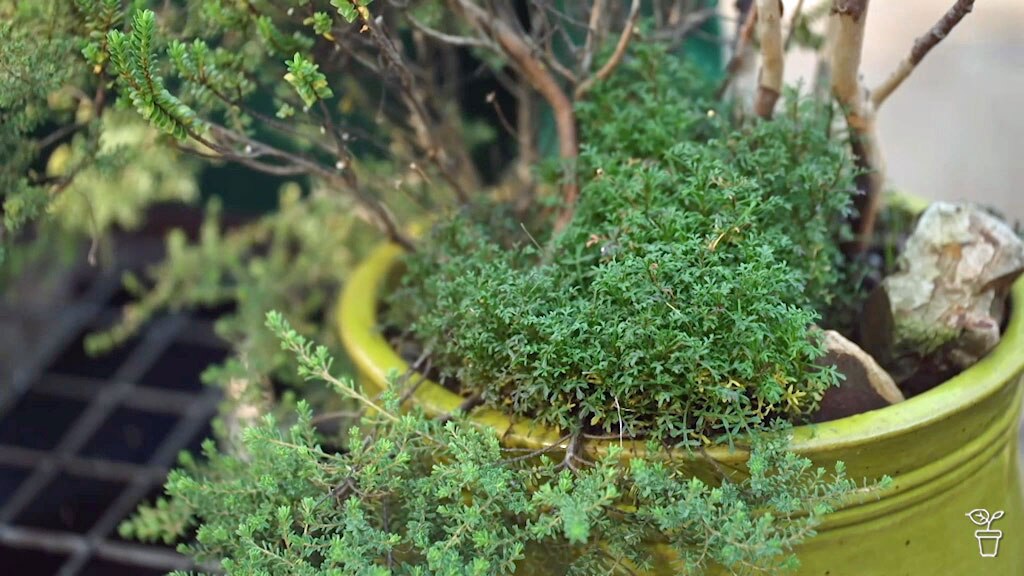 High Plant Pot - Gardening Australia