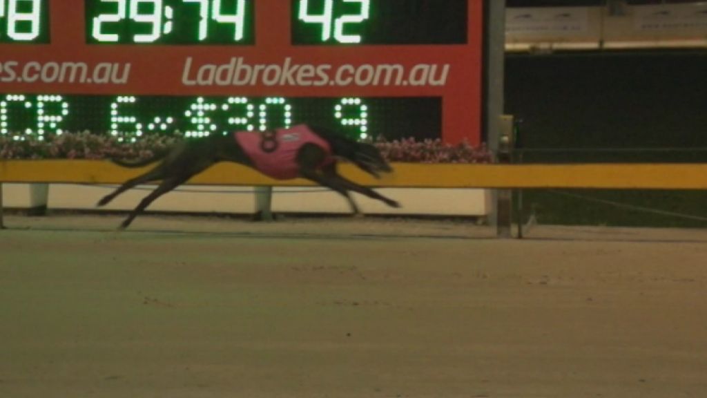 Greyhound racing industry faces fall-out of 4 Corners report into live ...