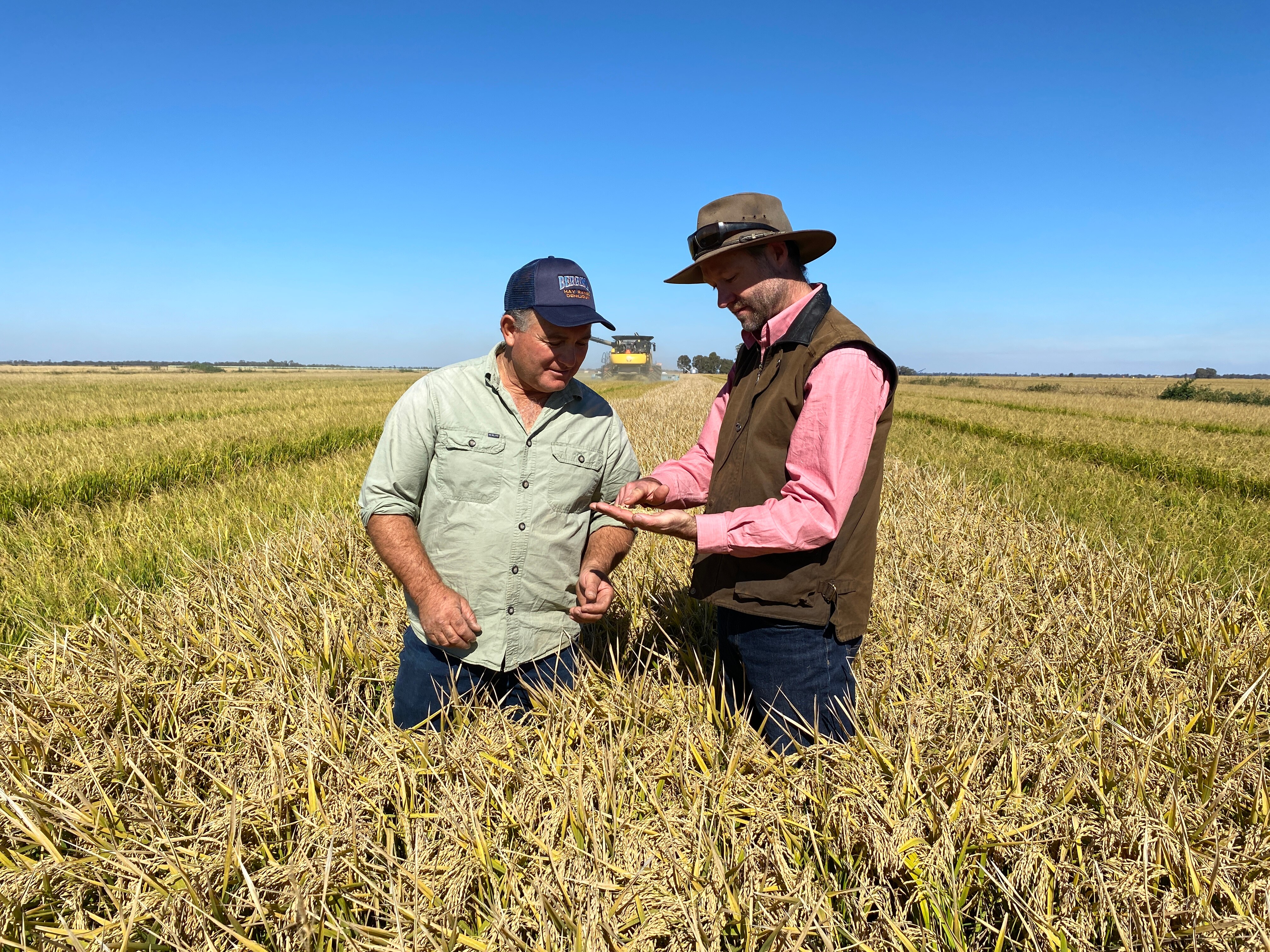 Just add water: NSW Riverina undergoes rice revival as growers harvest ...