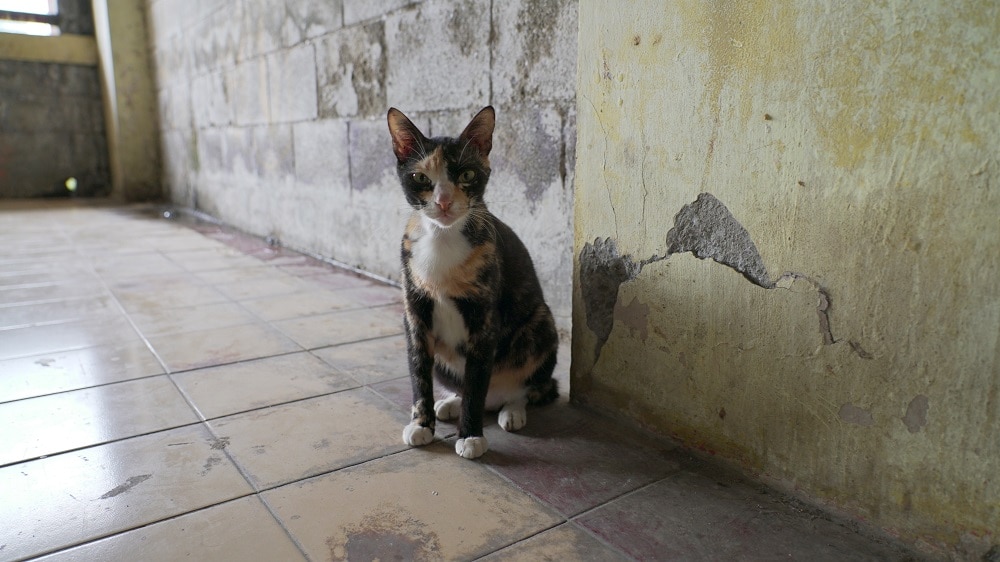 Indonesian MPs' cats have become the unexpected symbol of protests ...