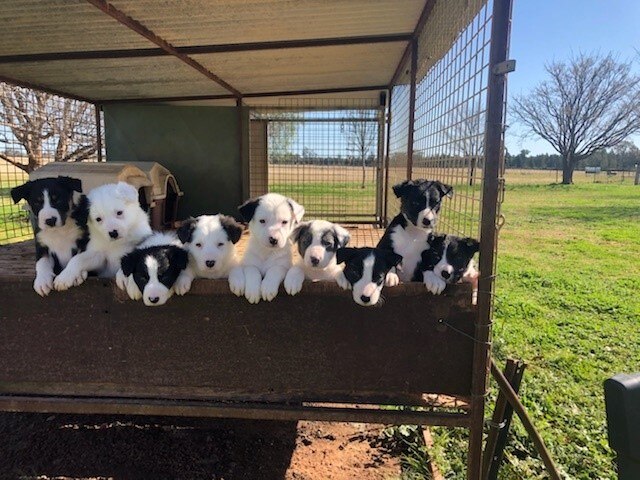 Border collies popular working dogs in Queensland,…