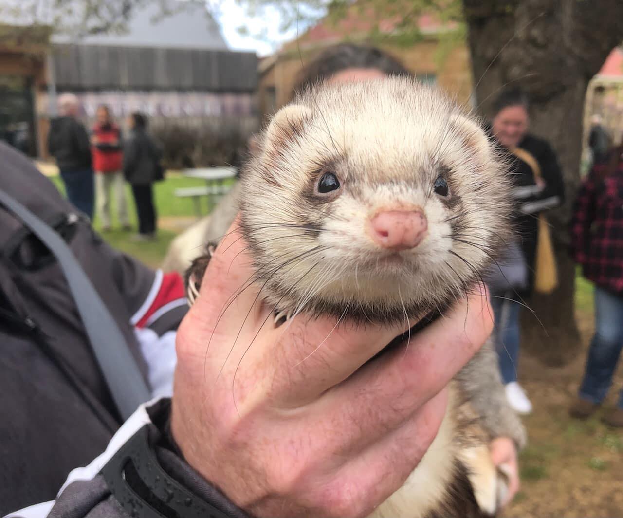Friendly ferret finds food for your family - ABC listen