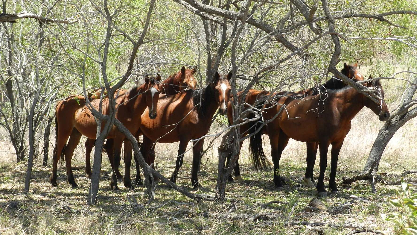 Brumby cull on central Queensland Island sparks community outrage ...