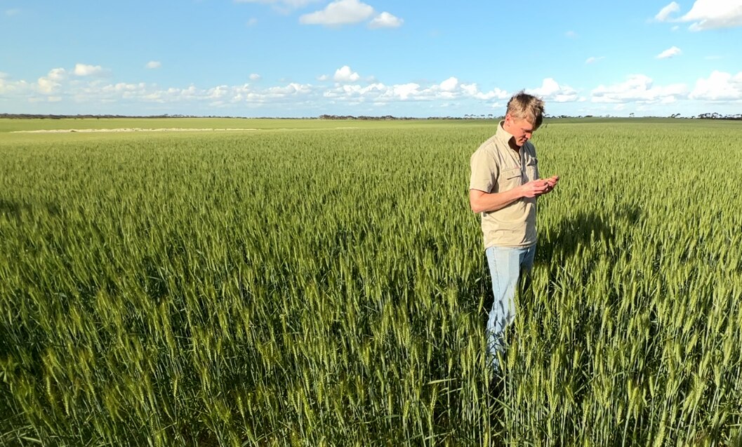 Australia's Young Farmer of the Year for 2022, Brad Egan says precision is key to success - ABC News