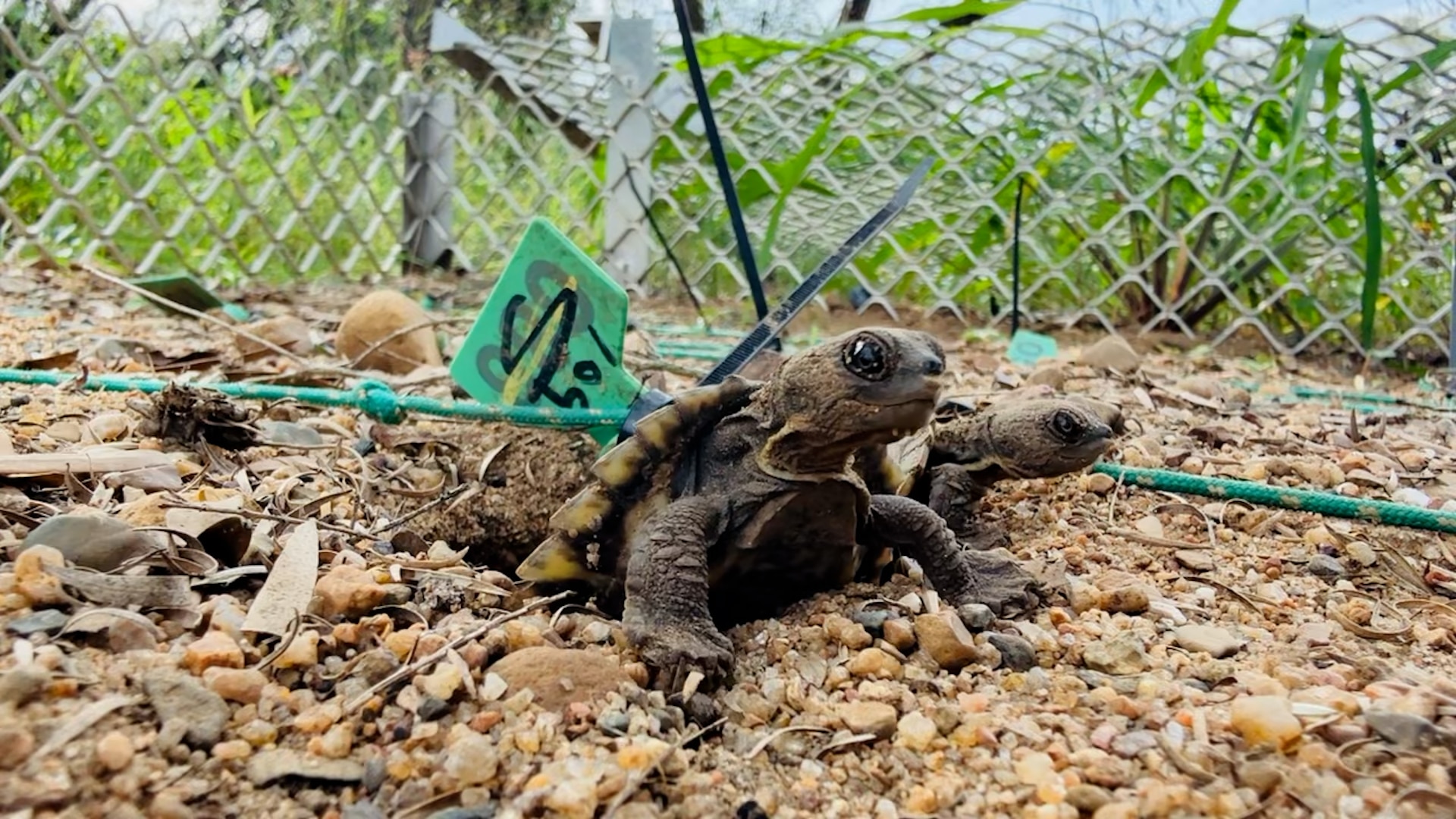 'Extraordinary' number of clutches - ABC News