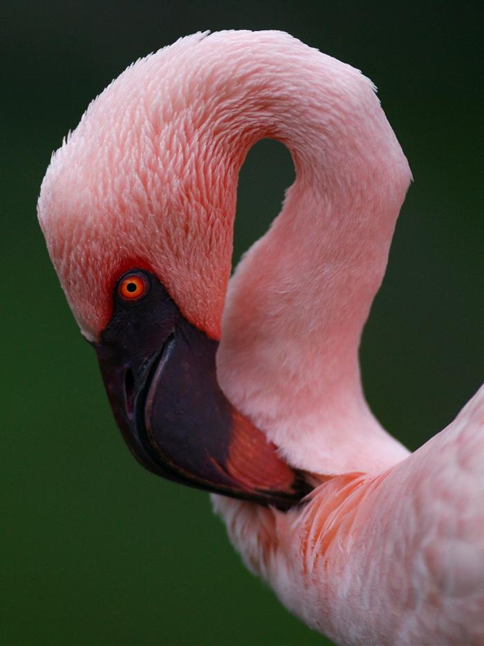 Flamingos make up ways to find a mate - ABC News