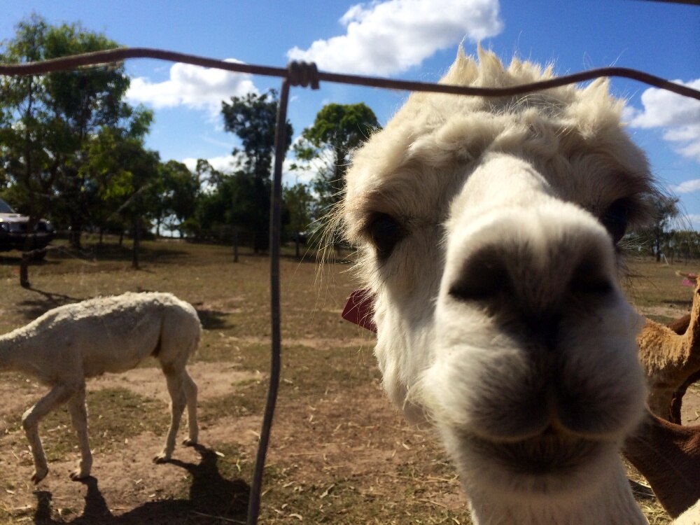 Alpaca breeders learn colour genetics to achieve better breeding ...