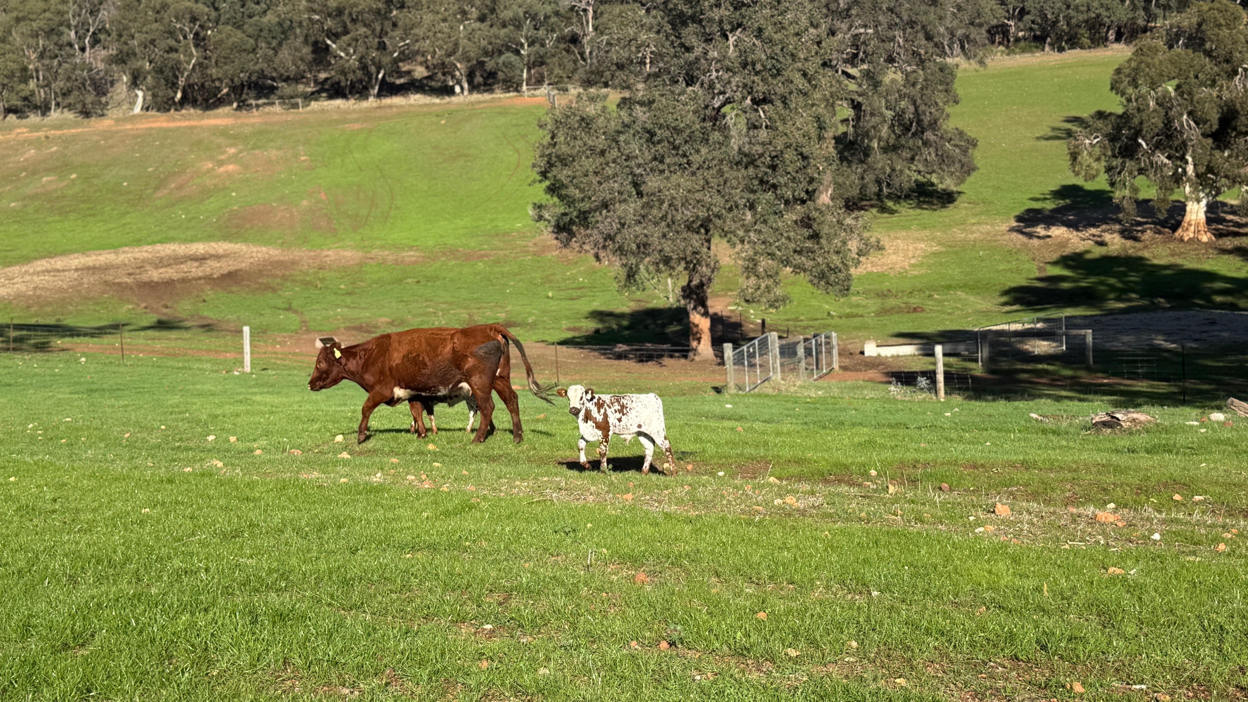 Hardy, 'eco-friendly' Nguni cattle may be a value breed as climate ...