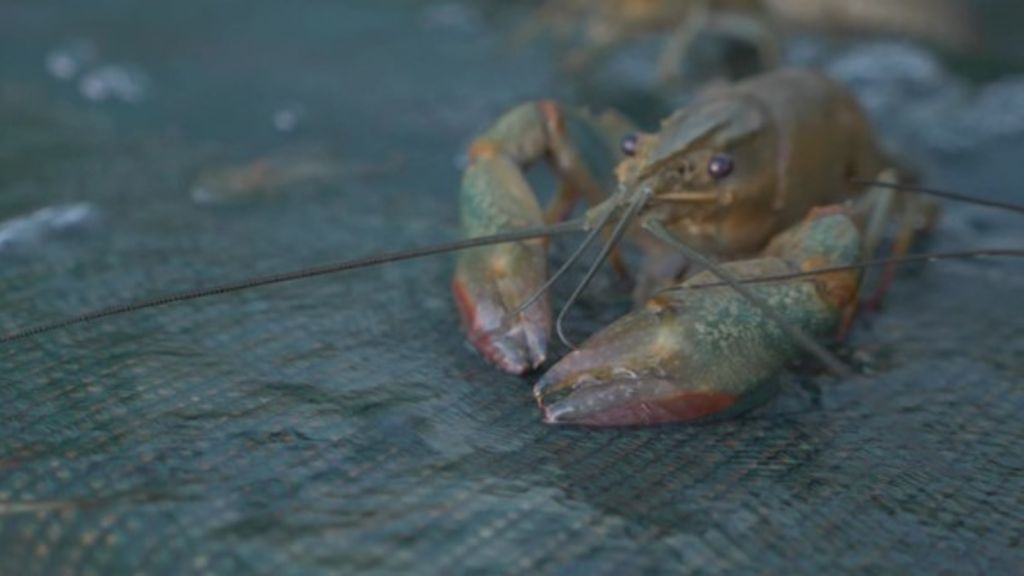 Redclaw Revival: New breeding technology for farming redclaw - ABC News