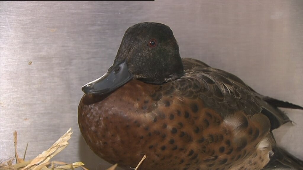 Duck recovers after being shot - ABC News