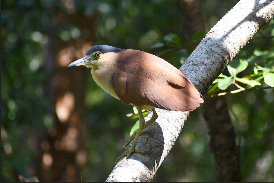 Tweet of the week - ABC listen