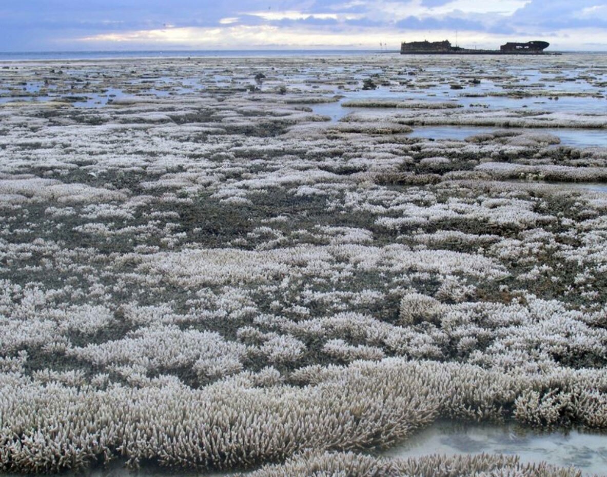 'Herpes-like virus' impacts on Great Barrier Reef coral during ...
